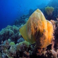 Neural_Ocean Object Detection Dataset and Pre-Trained Model by Neural Ocean