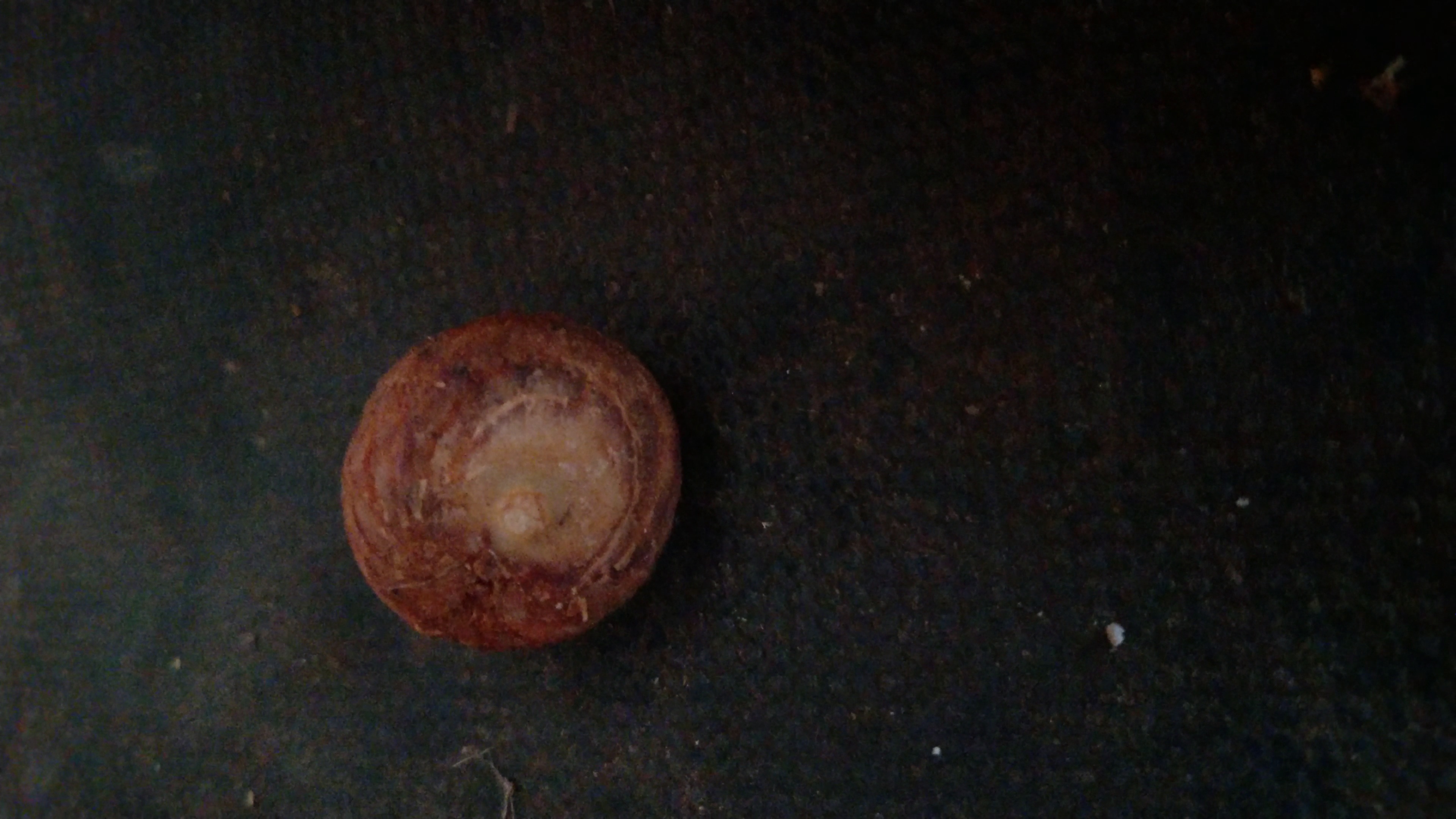 Areca Nut Classification Classification Dataset and Pre-Trained Model ... Areca Nut Classification Classification Dataset and Pre-Trained Model ...