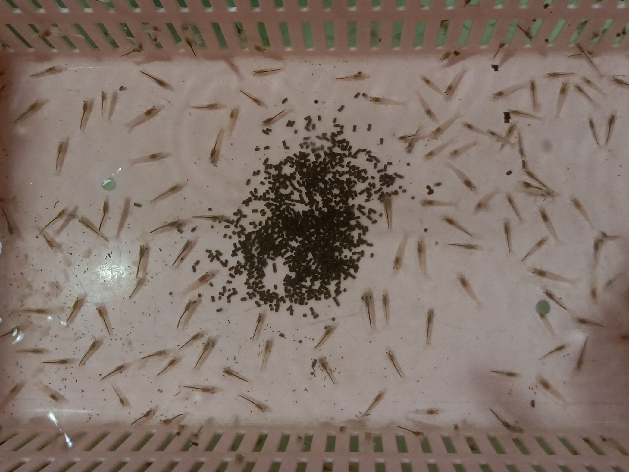 Yamato Shrimp Detection Object Detection Dataset V4 2023 02 25 3 40pm By Amano Shrimp Detection