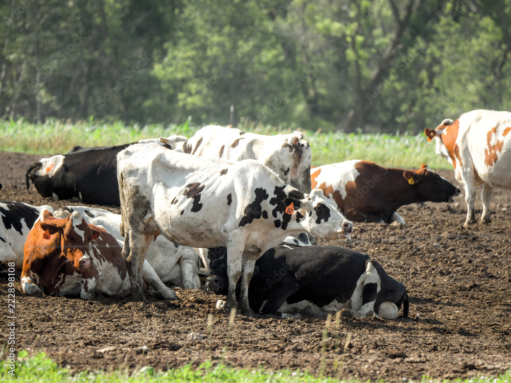 Cow Behaviour Labeling Object Detection Dataset by grv