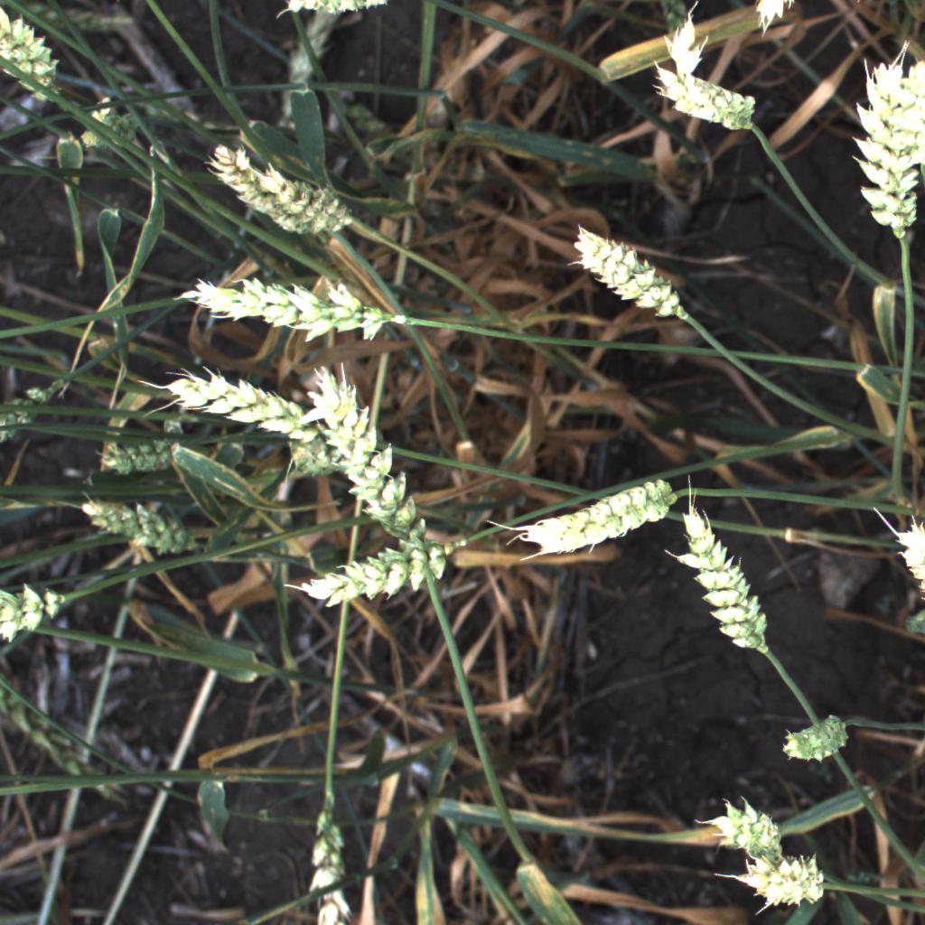 Wheat Ver2 Object Detection Dataset V1 Roboflow1306v2 By Projects