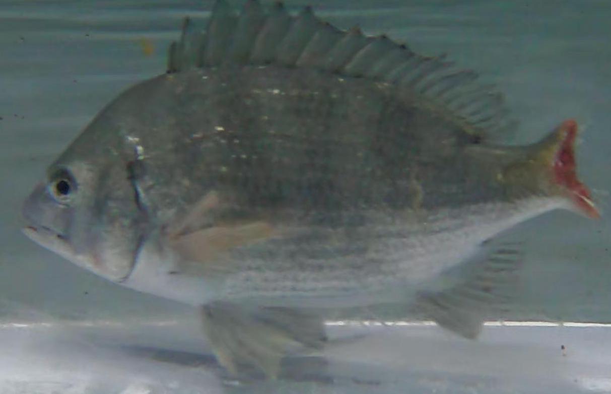 fish_01 Object Detection Dataset by Chonnam National University