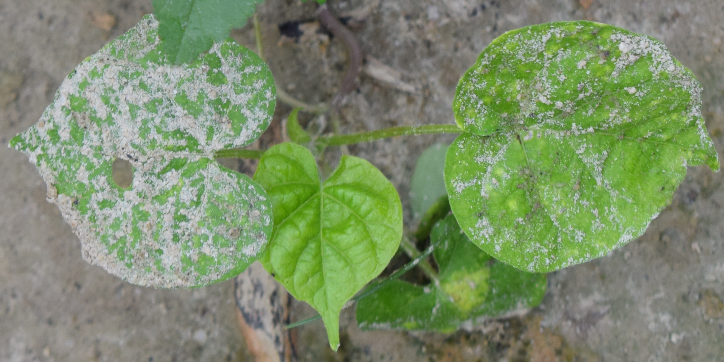 Object (Weed)Detection in Cotton Fields Object Detection Dataset and Pre-Trained Model by KBS Mel