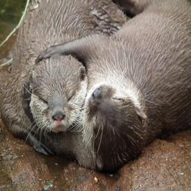 Marine Species Classifier Classification Dataset and Pre-Trained Model ...