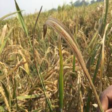 rice leaves Classification Dataset (v1, 2023-12-07 3:44pm) by BASIC ...