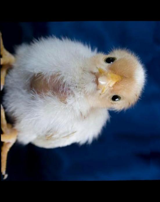 New_Chicken detection Object Detection Dataset by Project106