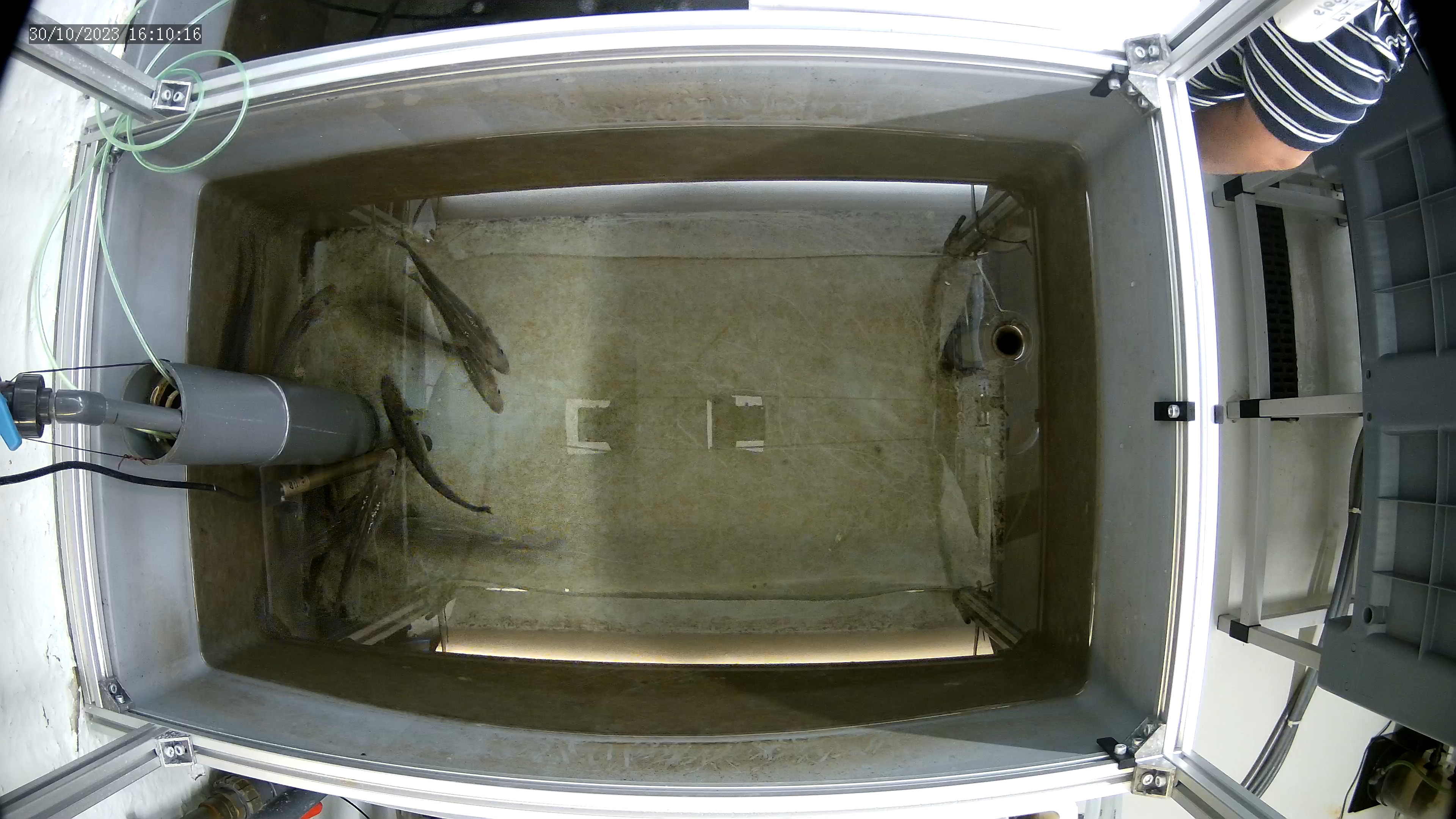 Fish segmentation Instance Segmentation Dataset and Pre-Trained Model by Fish