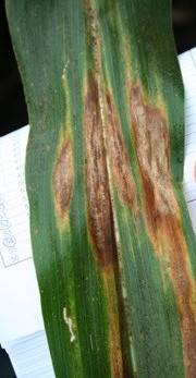 leaf_skin_disease Object Detection Dataset by Moumita Jana