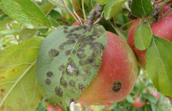 Moumita Jana (moumita-jana-3wbbx) - Roboflow Universe