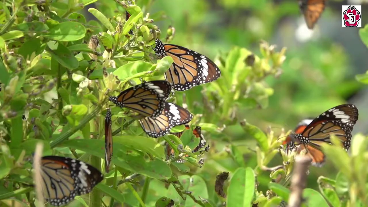 Butterfly Object Detection Dataset and Pre-Trained Model by Henry Ng