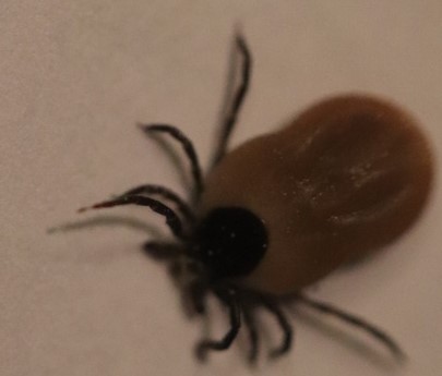 dermacentor-and-ixodes merge Object Detection Dataset and Pre-Trained Model by sp thesis v2