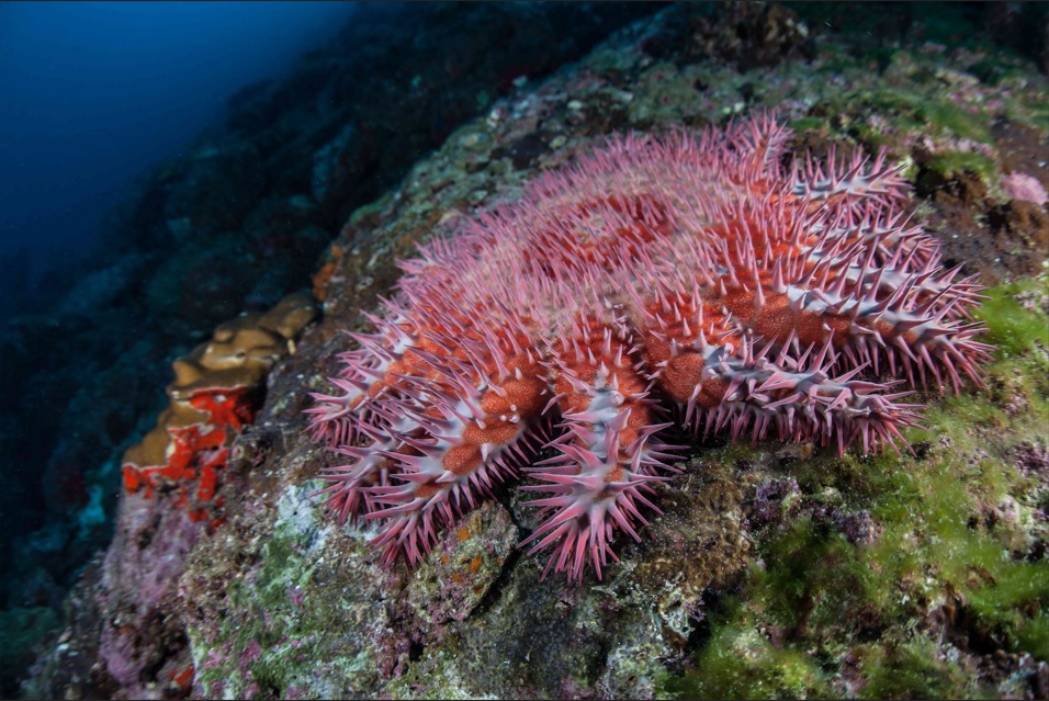 COTS Object Detection Dataset by COTS starfish