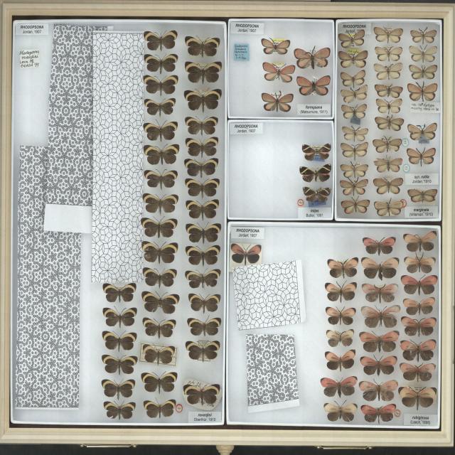 project Instance Segmentation Dataset by project