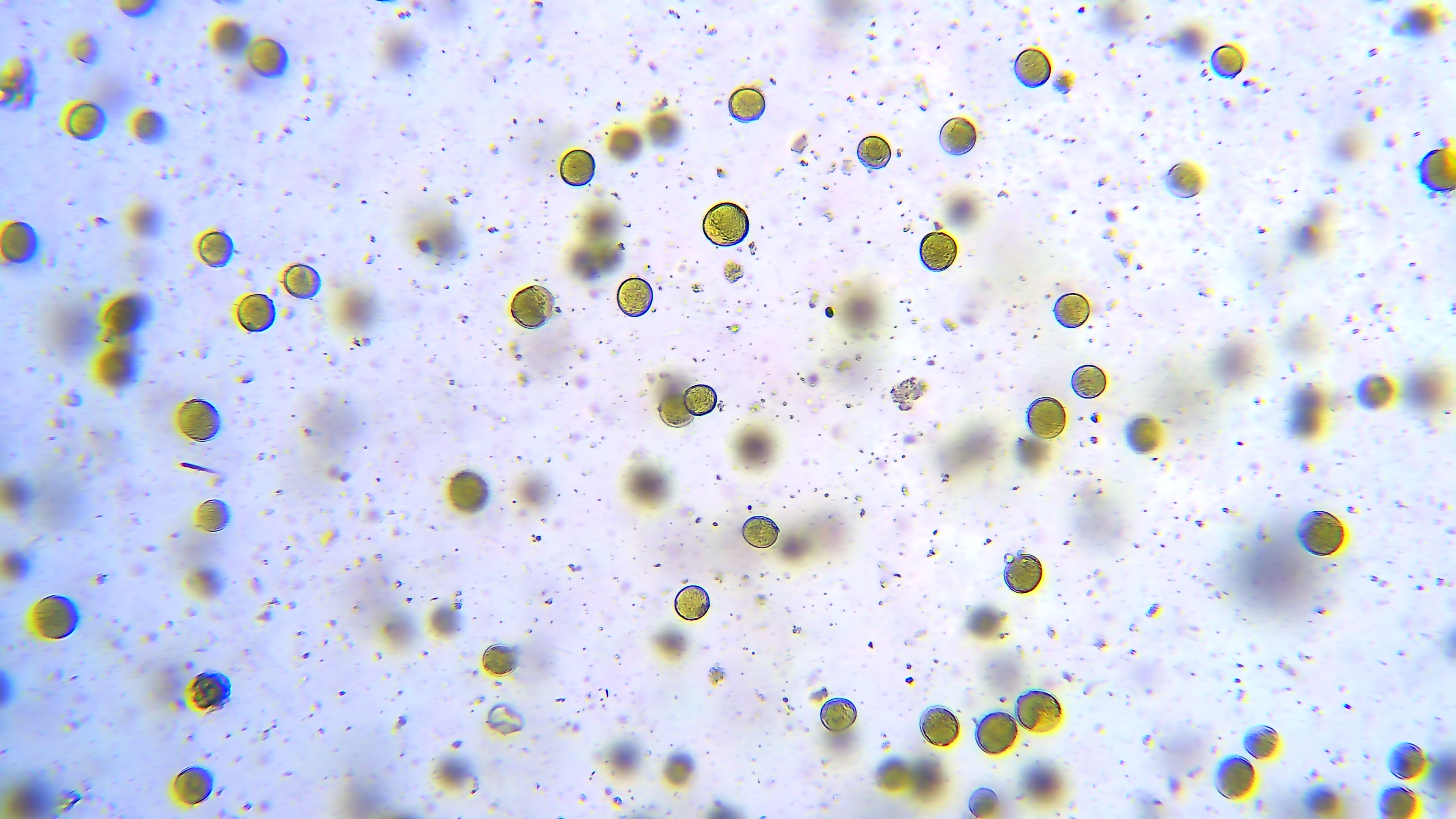 Ground Dino Object Detection Dataset By Comsats