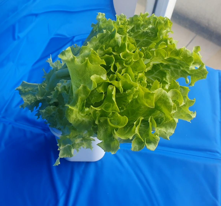 lettuce growth stage detection Object Detection Dataset and Pre-Trained Model by University