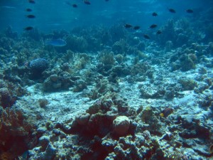Maraine animals Object Detection Dataset and Pre-Trained Model by Sea ...