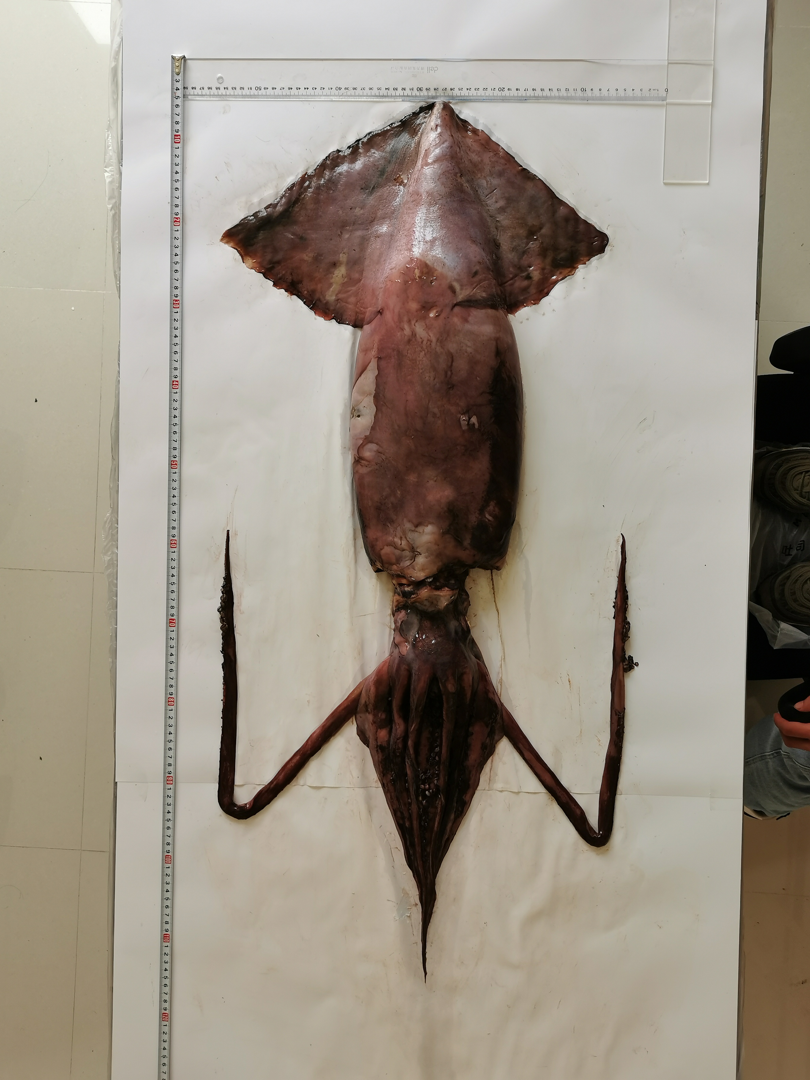 squid test Object Detection Dataset and Pre-Trained Model by shanghai ...