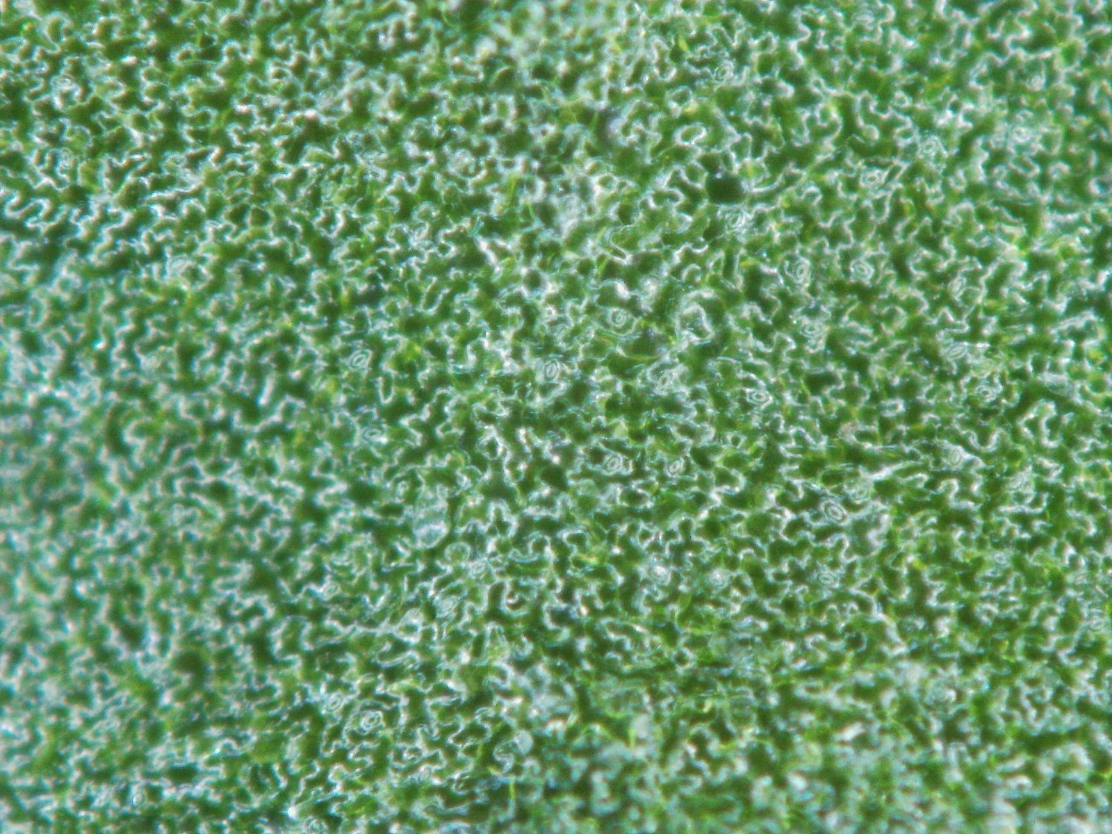 Arabidopsis Object Detection Dataset By Stomata Project