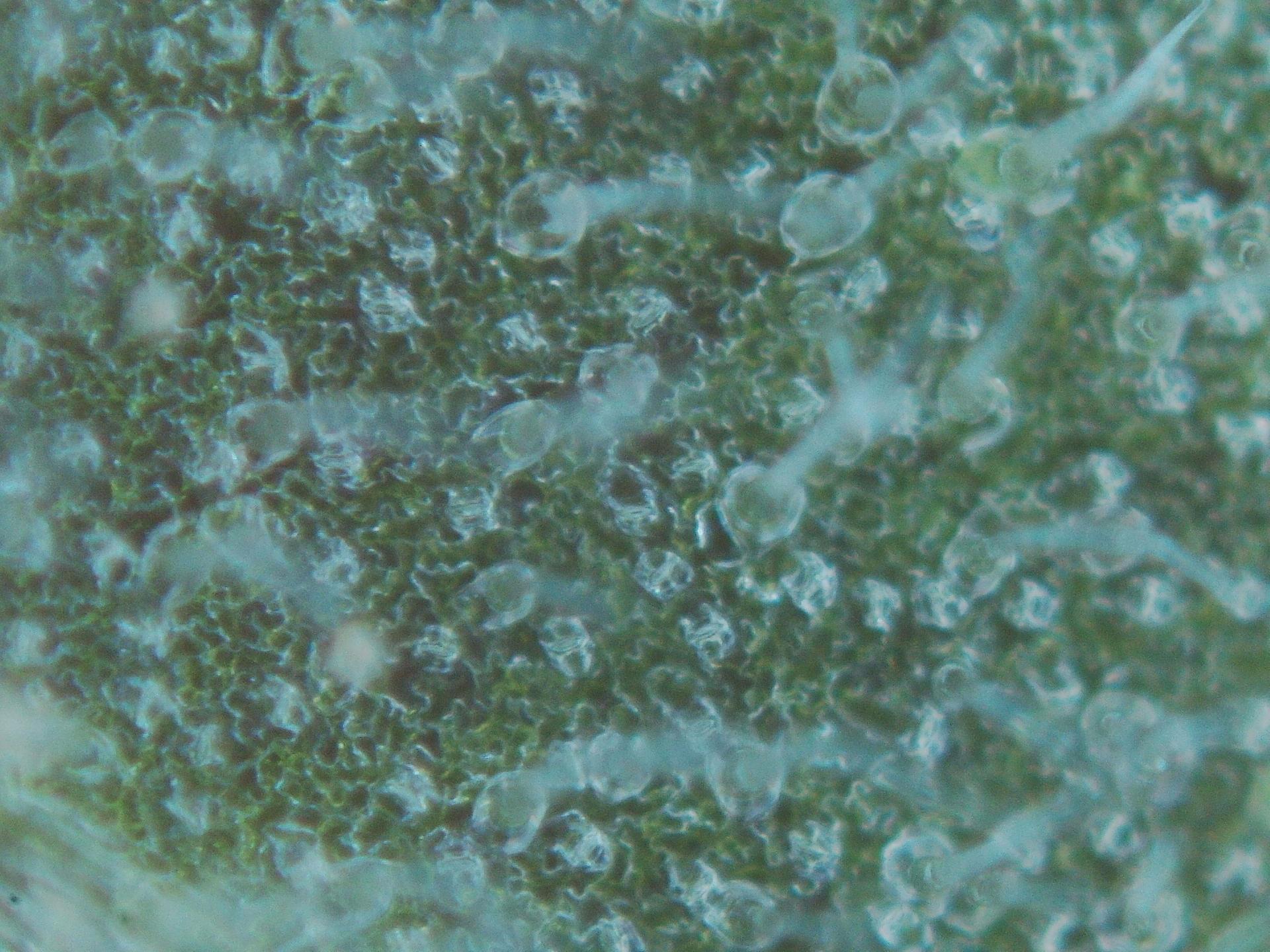 Tomato New Object Detection Dataset By Stomata Project