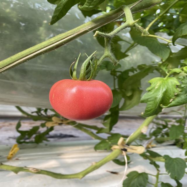 tomato Instance Segmentation Dataset by Tomatoosegg