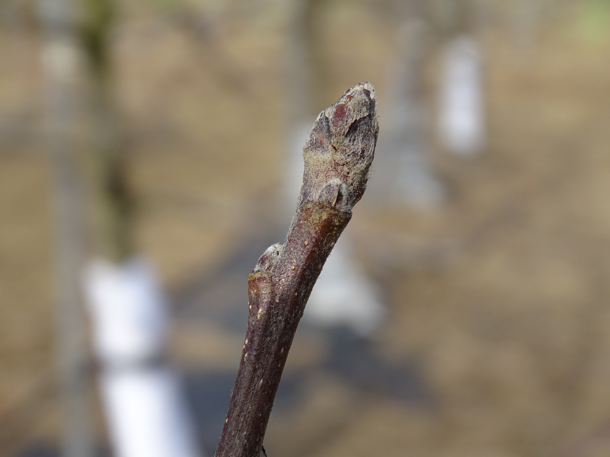 How to Use the yolov3 train Object Detection API