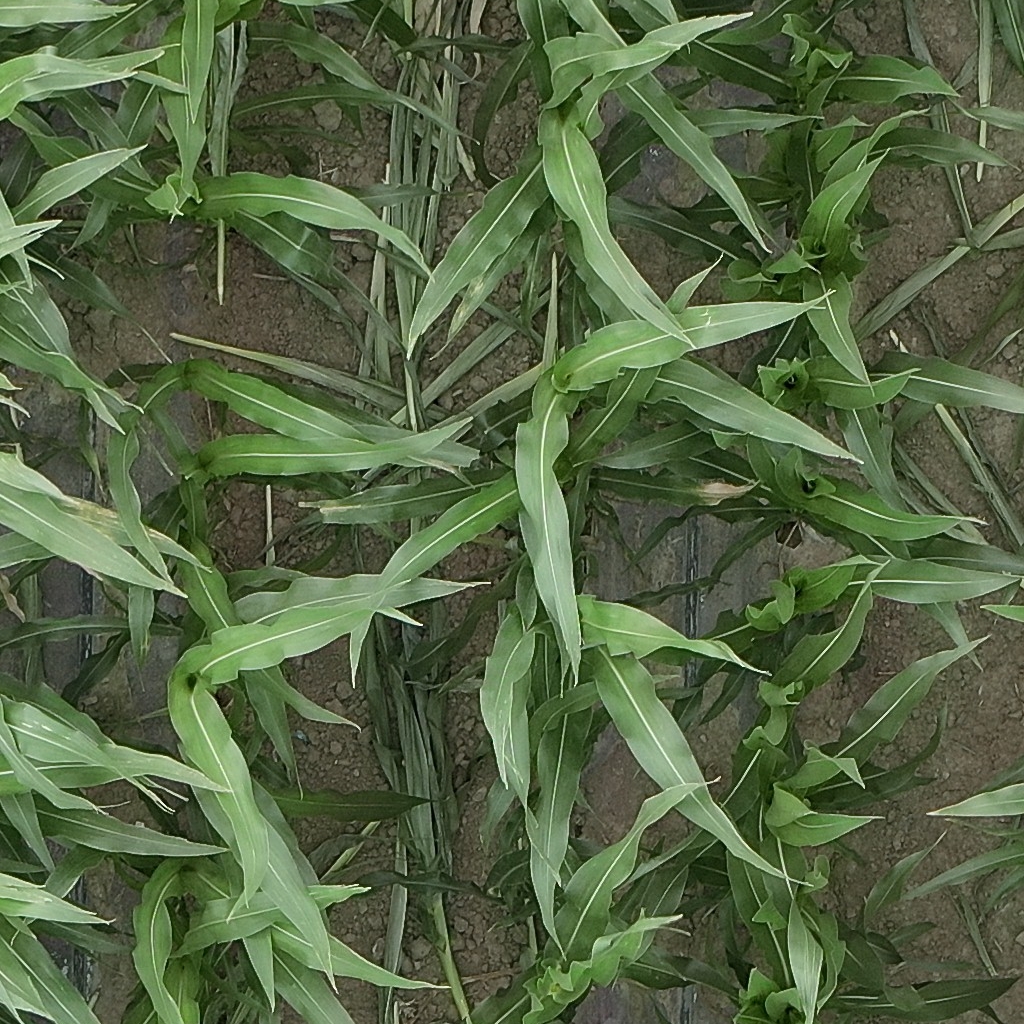 dbs detect - Roboflow Universe