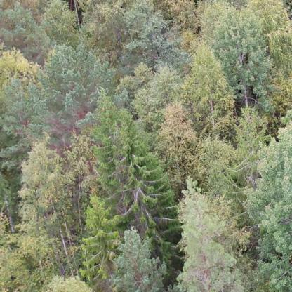 trees-species Object Detection Dataset and Pre-Trained Model by University