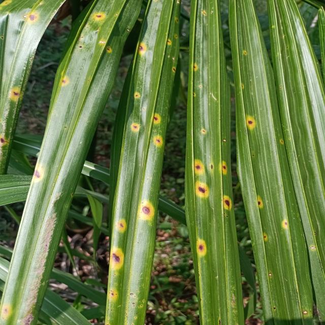 How To Use The Arecanut Leaf Disease Detection Object Detection Api