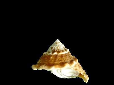 Sea Shell Classification Project Object Detection Dataset and Pre-Trained Model by Fujairah ...