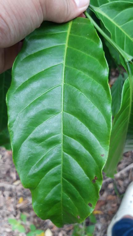 How to Use the Penyakit Daun Kopi Object Detection API