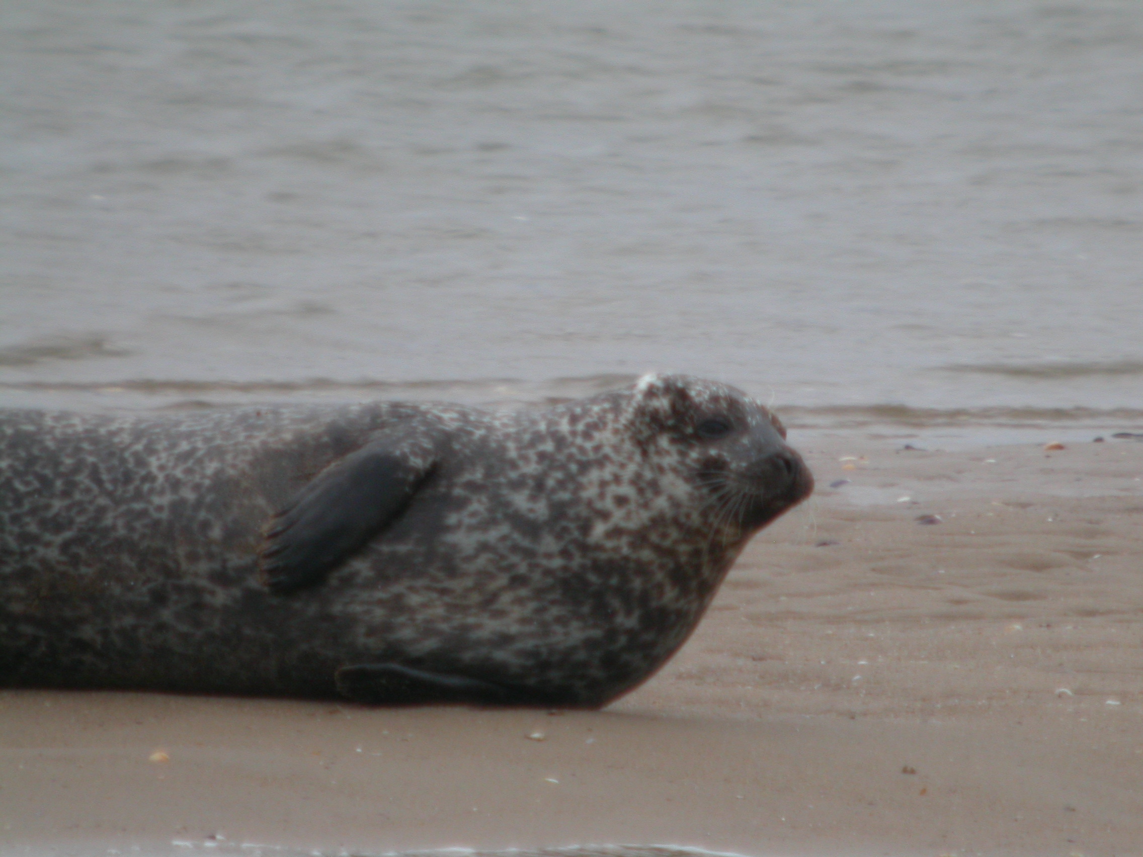 seal project Object Detection Dataset by university of aberdeen