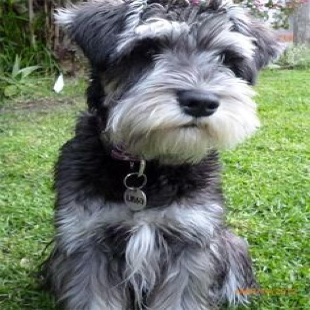 Dog Types Object Detection Dataset and Pre-Trained Model by Dev Lakhani