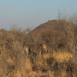 intro to algorithms - Roboflow Universe