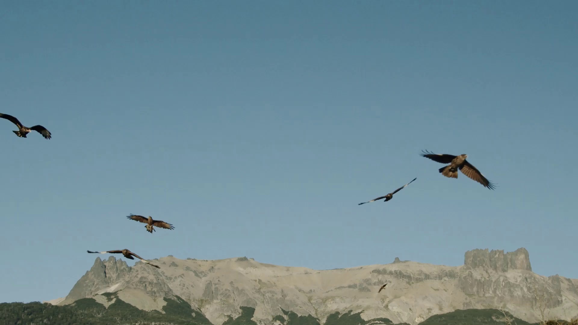 Birds Flying Object Detection Dataset By Thanks Danny