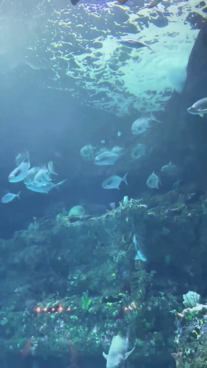 How to Use the Pufferfish Detection Object Detection API