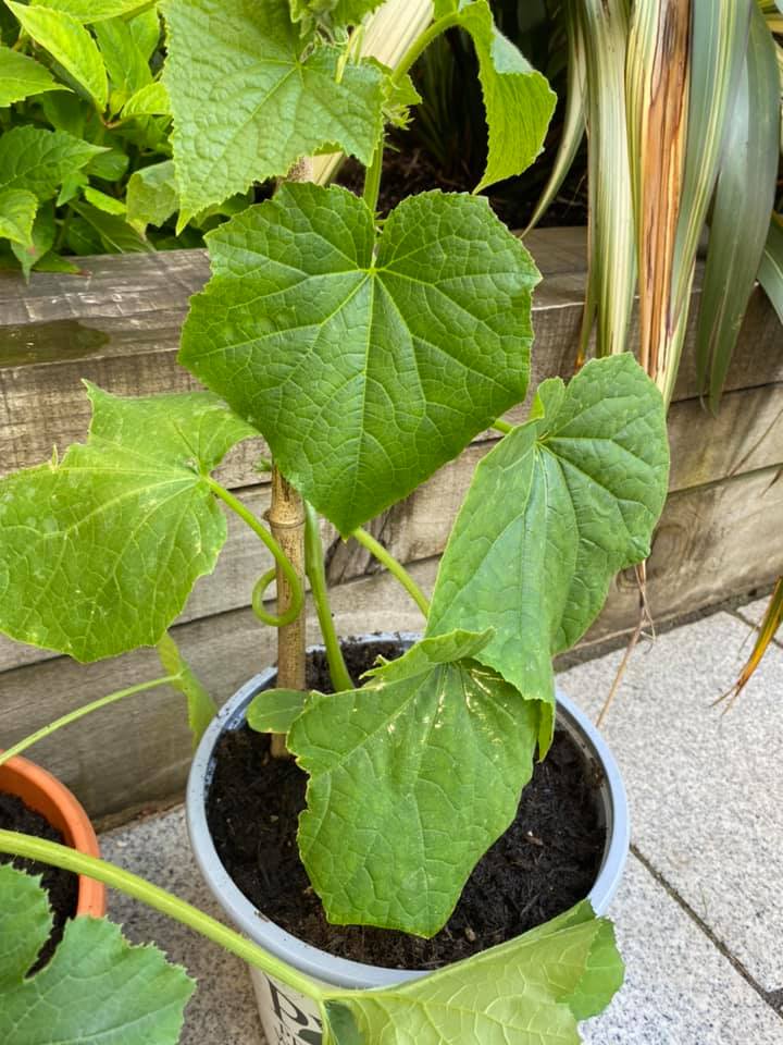 Cucumber Leaves Object Detection Dataset By Smartagriculture