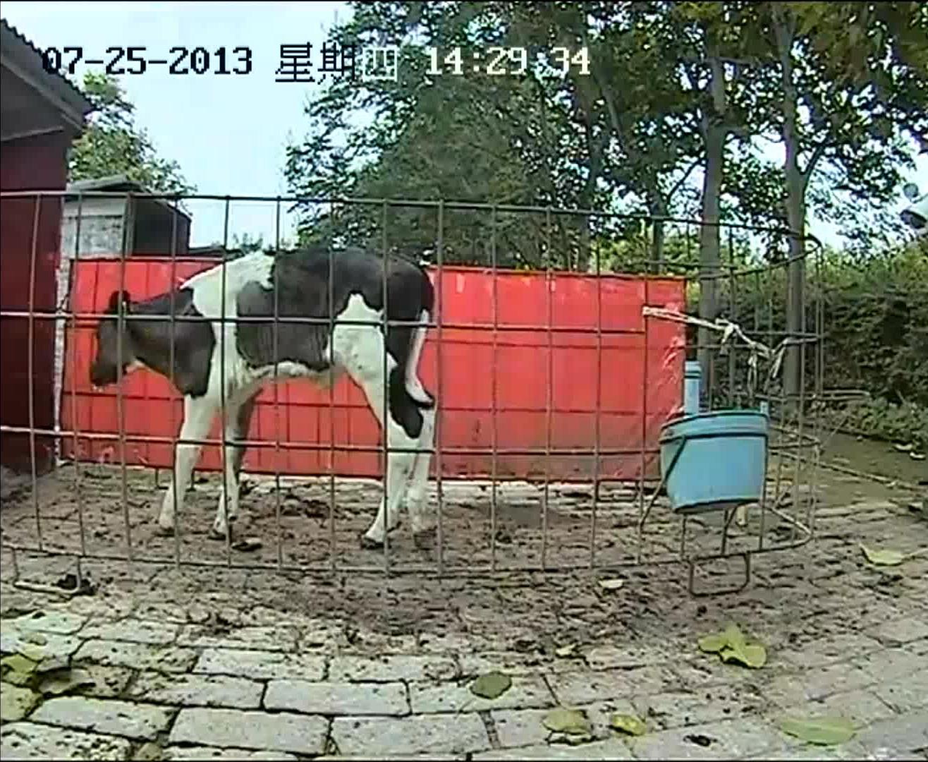 Cow Object Detection Dataset By New Workspace 2il8q