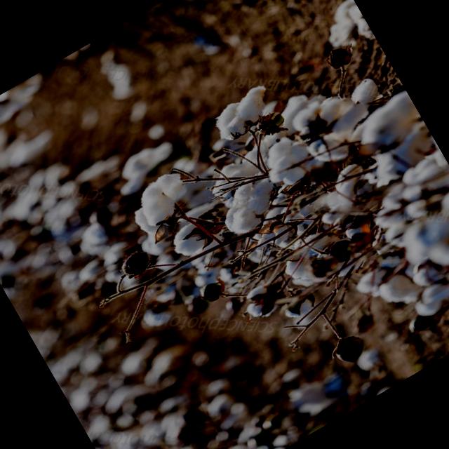 Cotton_ai Object Detection Dataset and Pre-Trained Model by Charles darwin University