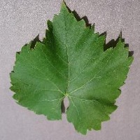 daun Classification Dataset by Mohd Zamri Ibrahim