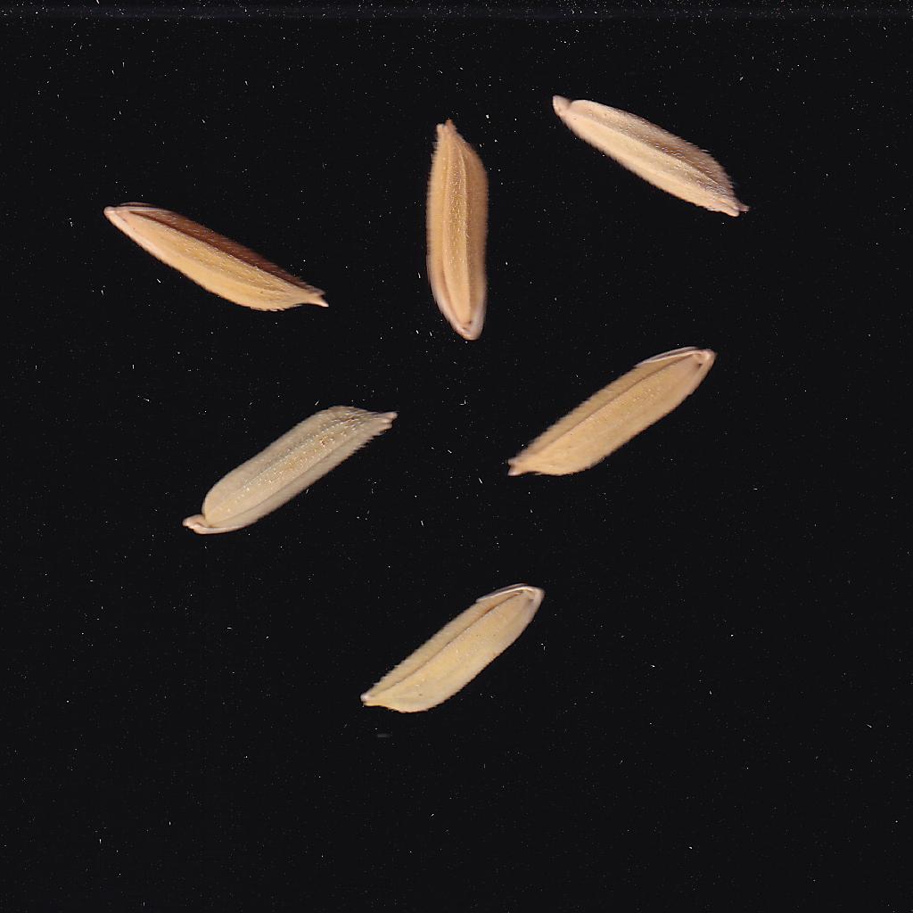 Paddy Dataset Instance Segmentation Dataset By King Mongkuts Institute