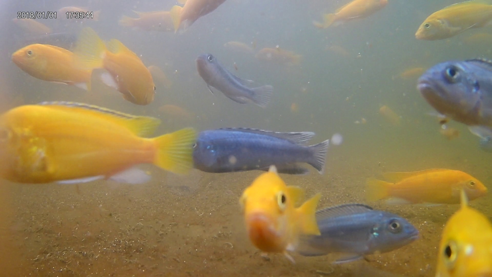 srivatsmohan Object Detection Dataset by fish detection