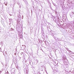 Conic-YOLOv5 Object Detection Dataset and Pre-Trained Model by SoftSensor AI