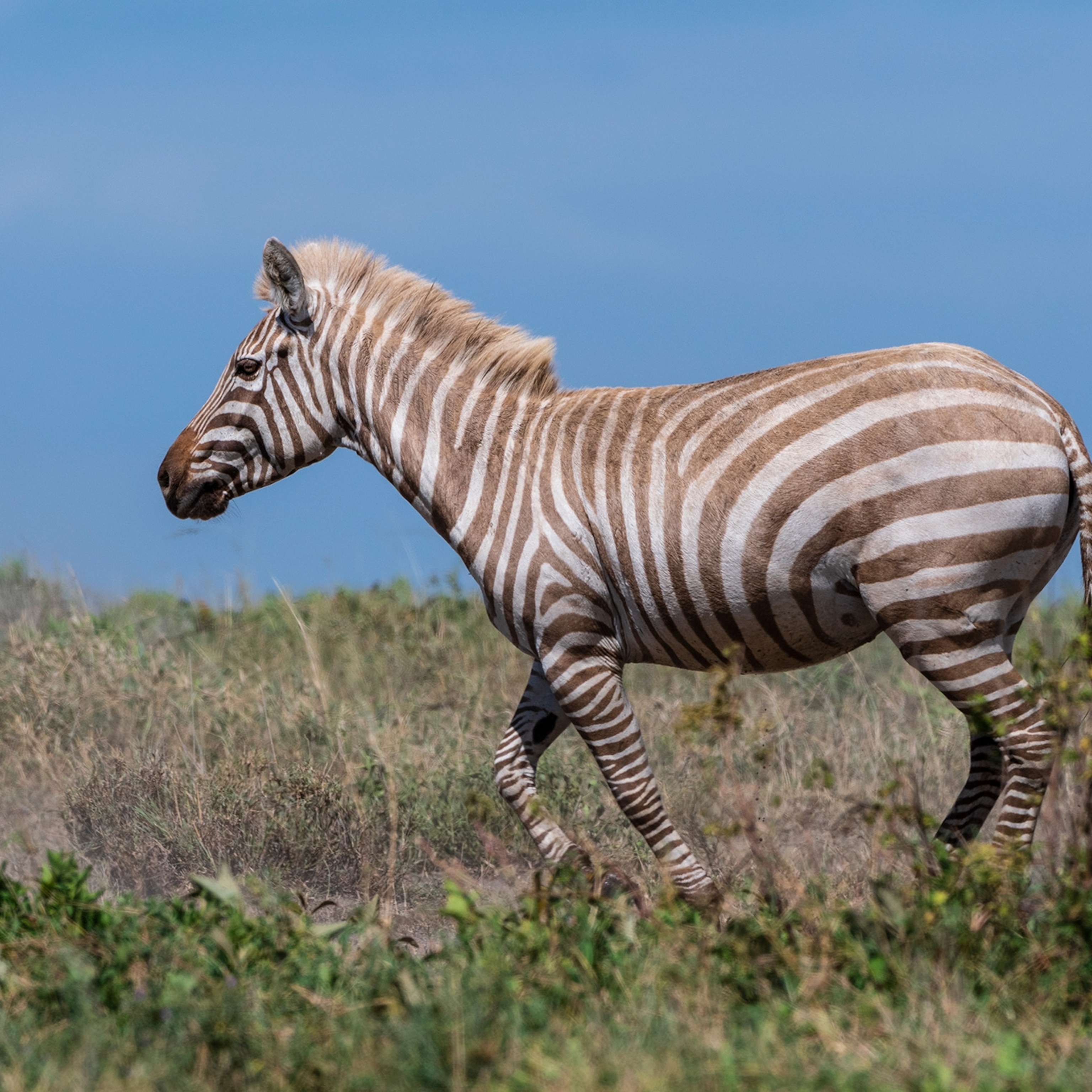 animal classification Object Detection Dataset and Pre-Trained Model by ...