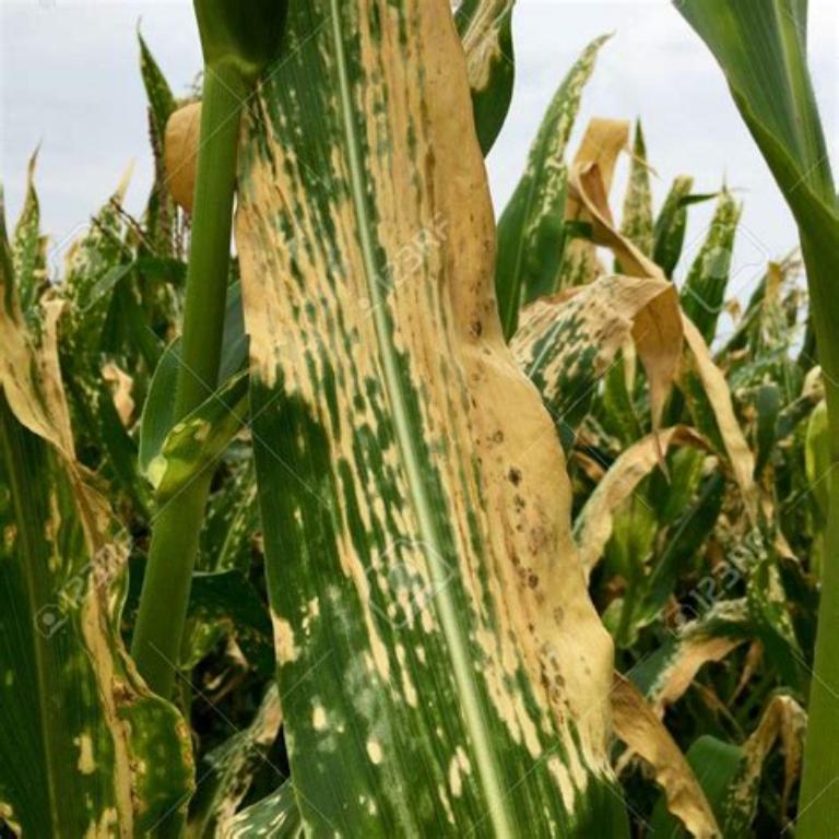 Plant Disease Finding Object Detection Dataset and Pre-Trained Model by ...