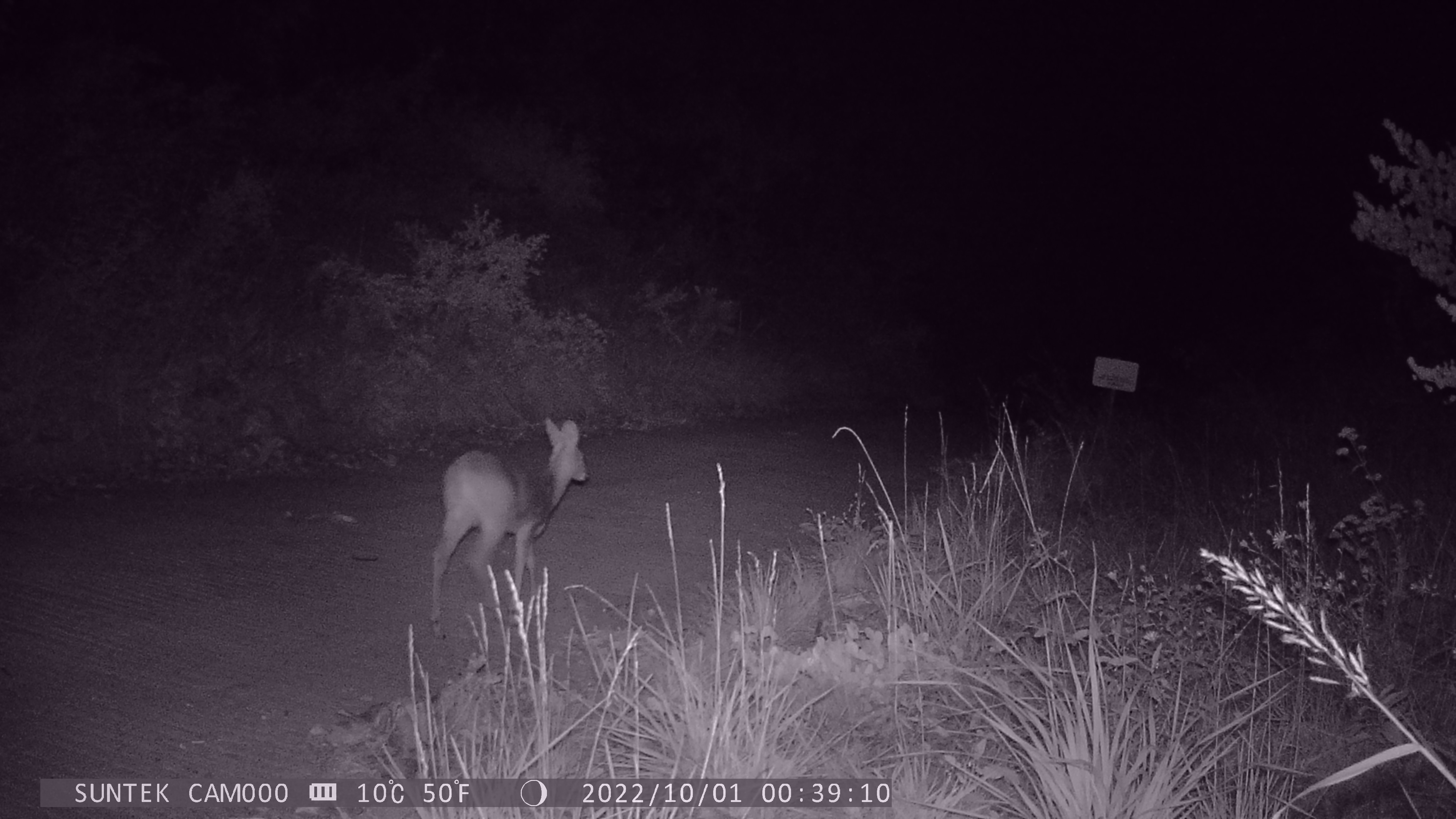 species5_waterdeer_100 Object Detection Dataset by YOLO v8 Tutorial