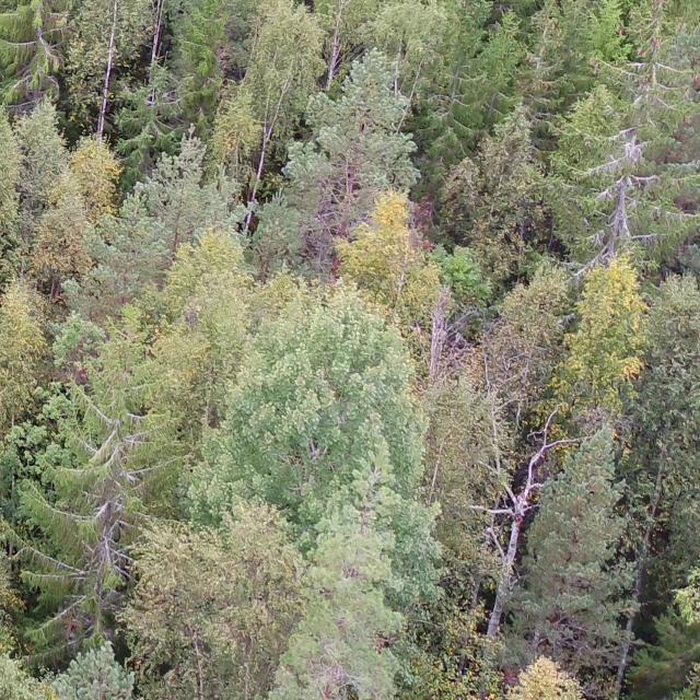 Find Trees Object Detection Dataset V1 2022 08 30 12 44pm By Forest Cutting