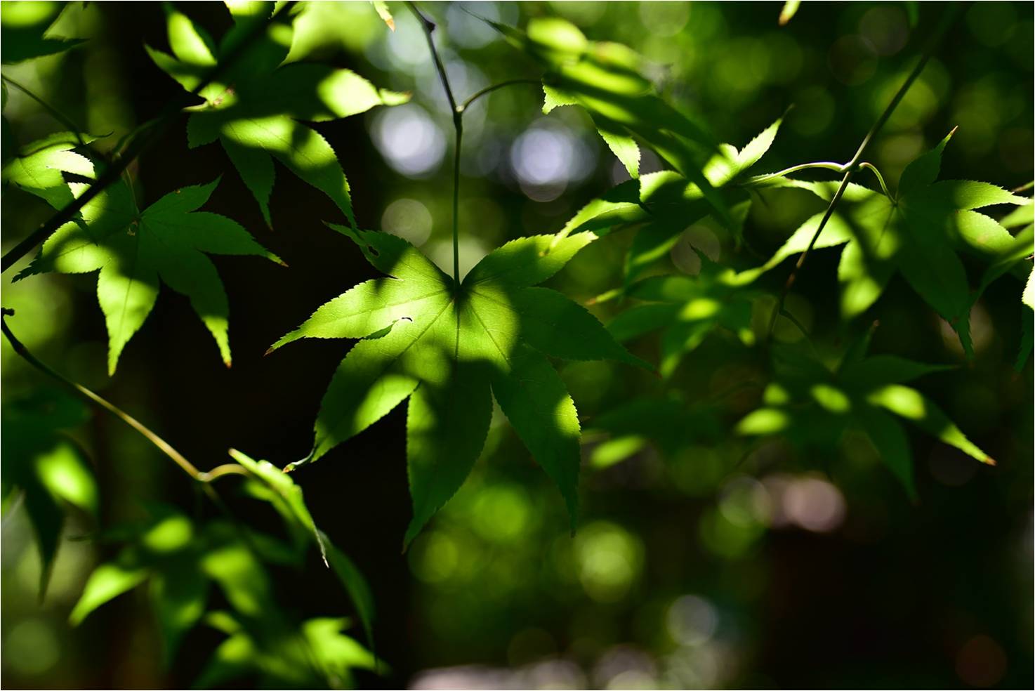 How To Use The Lightsourcedetection Object Detection Api