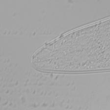 NemaLearn+I-Nema Classification Dataset by Nematodes