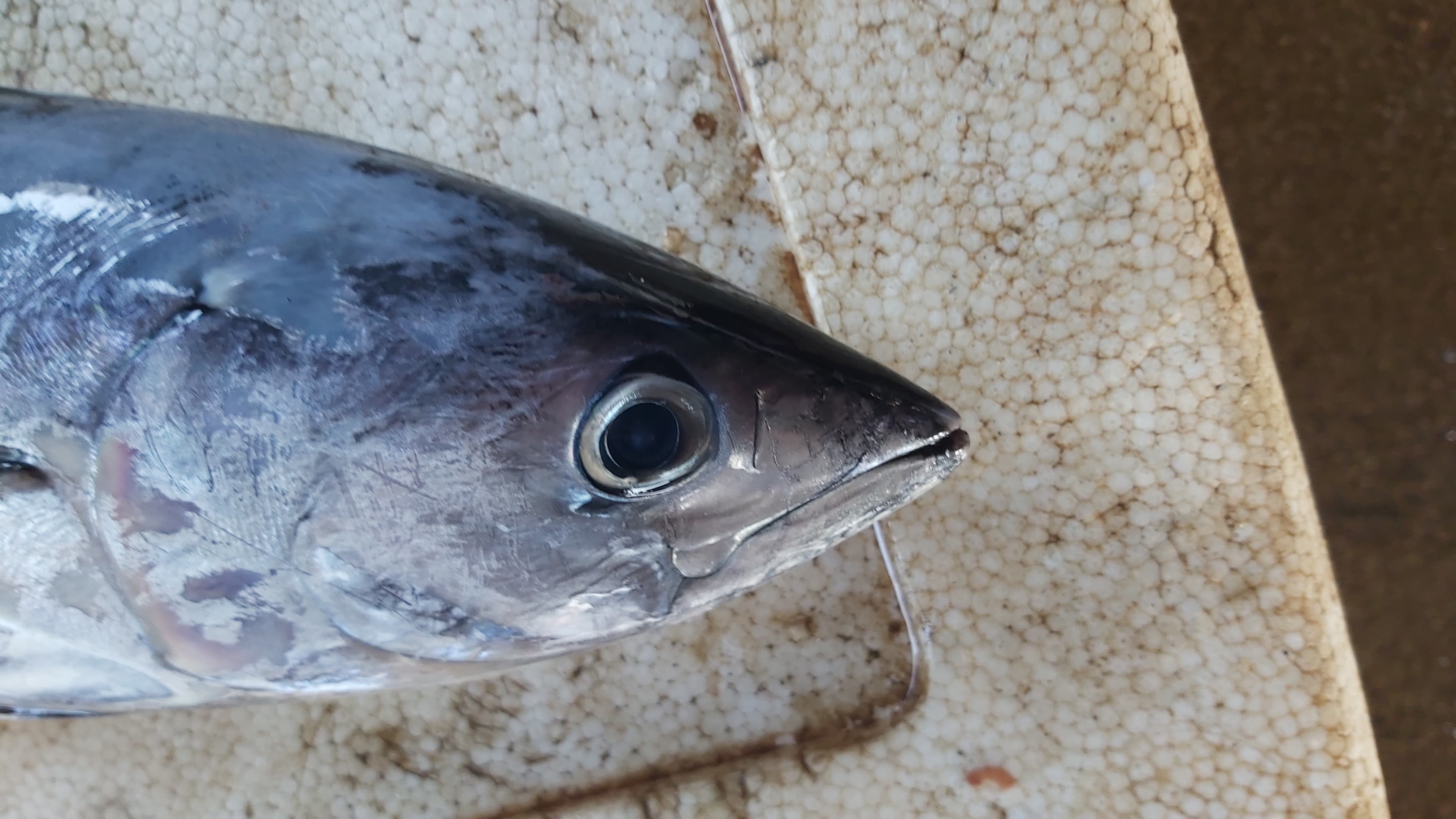 Fish Research Object Detection Dataset and Pre-Trained Model by ...