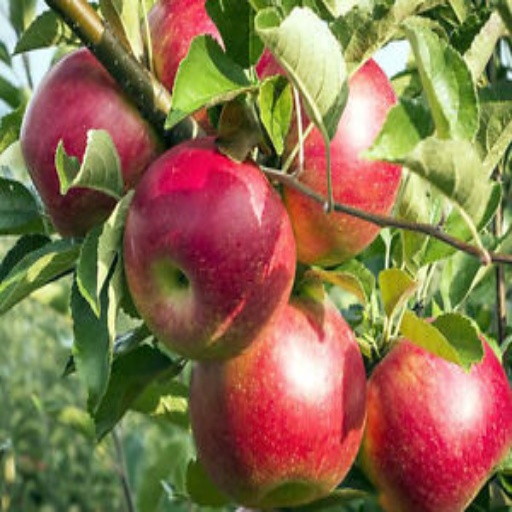 Fruitsdetection Object Detection Dataset By Ogject Detection 5090